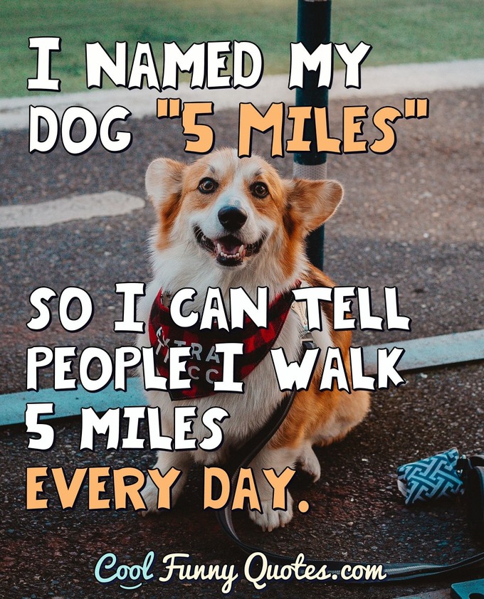 Funny Animals With Quotes Funny Animals With Quotes