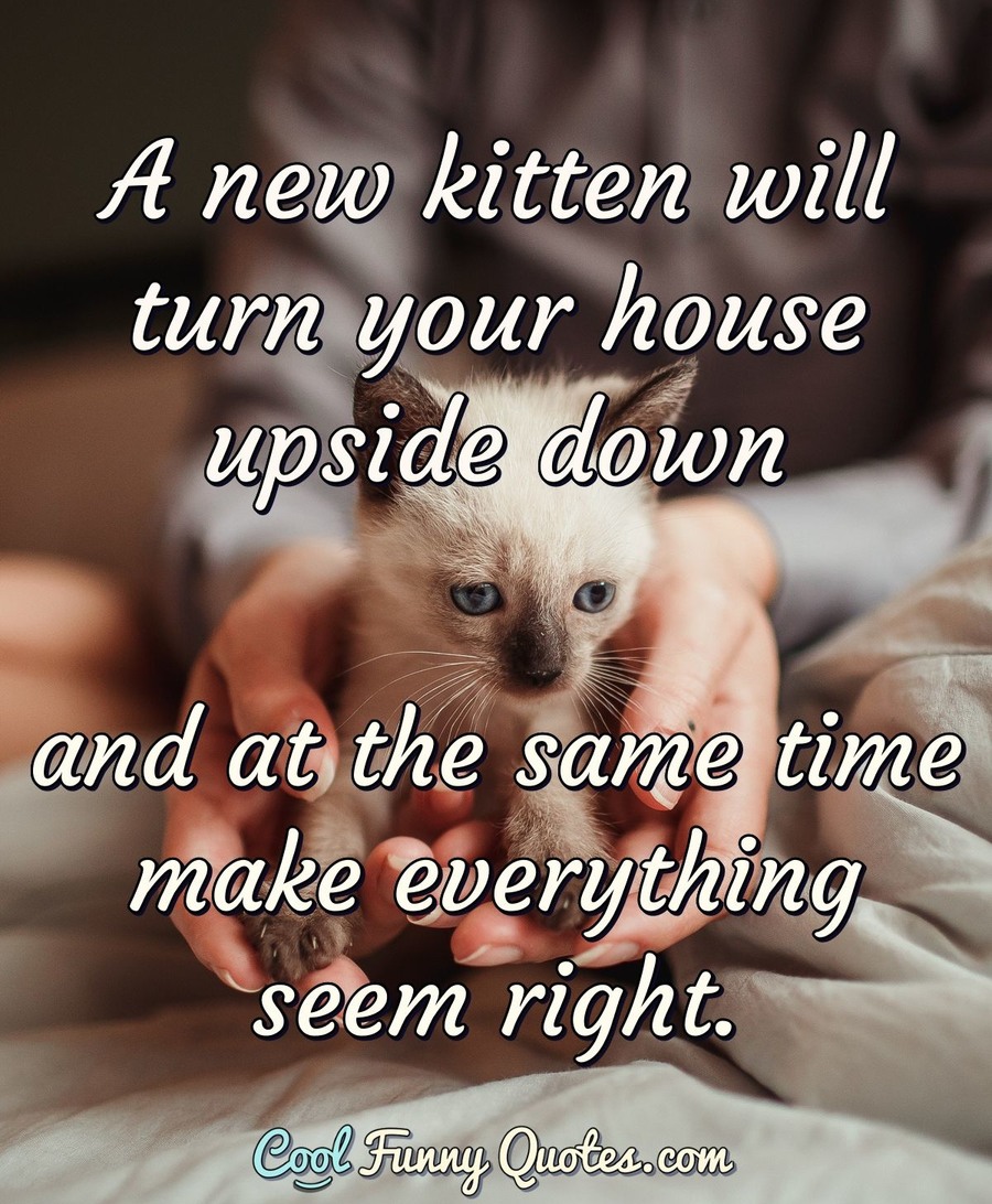 Cool Funny Quotes - 1200 Amusing Sayings and Quotations